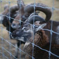 China Farm Fence Metal Mesh Roll Fence for Sheep and Goat Height 0.8-2.4m Protect Your Livestock for sale