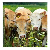 China Livestock Panels Heat Treated Pressure Treated Wood Type Fence Rails for Farm Fencing for sale
