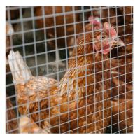 China 1mx30m Welded Mesh Cages for Chicken Galvanized and Pvc Coated Budget-friendly Choice for sale