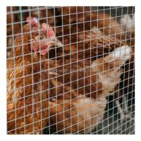 China 1''x 1'' 1''x1/2'' after Welded Wire Mesh Fence Roll for Animal Cage Bending Service for sale