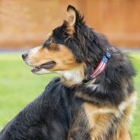 China American Flag Pattern Bark Lover Adjustable Harness with For Dogs and Cats Daily Training for sale