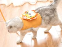 China Hot-Selling Outdoor Sports Cat Pet Supplies Dog Cat for sale