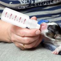 China Newborn Animal Small Mammals Neonates Week Old Kittens Puppy Dog Feeding Bottle for sale