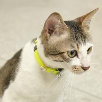 China Fashion New Season Wear Resistant Easy Clean Waterproof PVC Cat Collar With Bell for sale