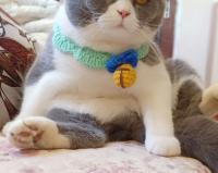 China Knitted Bells Pet Collar Leash For Small Animals Silk Printing for sale