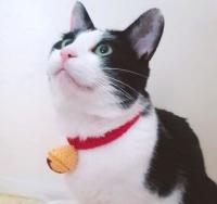 China Knitted Bells Pet Collar Leash For Small Animals Silk Printing for sale