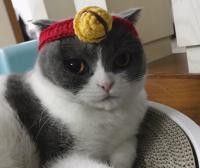 China Knitted Bells Pet Collar Leash For Small Animals Silk Printing for sale