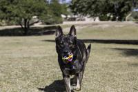 China Interwoven Dog Balls For Aggressive Chewers Colorful Rubber Material for sale