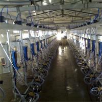 China Automatic Milking System with Herringbone Structure and Waikato Milk Meter for Dairy Cows - CE, ISO, SGS, FDA Certified for sale