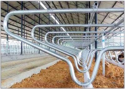 China Livestock Equipment Cow Free Stall With 80µm Galvanizing Layer , Customized for sale