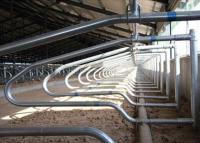 China Single Row Type Galvanized Cow Free Stall For Pregnant Heifer / Cattles for sale