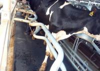 China Endure Moderate Milking Machine Spares Rubber Mat For Cows Standing for sale
