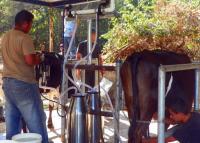 China Small Aluminum Bucket Mobile Milking Machine For Milking Cows , Sheep for sale