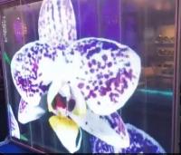 China Flexible Adhesive LED Film Screen P6 DC5V 2500dot/m² Transparent Video Wall for Advertising for sale