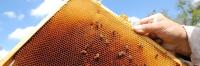 China OEM ODM 19.5cm*41.5cm Beeswax Foundation Sheets For Bees for sale