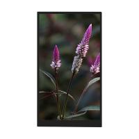 China 5.5 Inch TFT Display Screen 720*1280 Resolution MIPI Interface IPS for sale