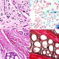 China LED 40-1000x Compound Optical Microscope A12.2603 Biological Research Trinocular Lab Microscope for sale