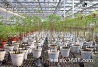 China Agriculture Irrigation Durable Pressure Compensation Garden Sprinklers in Normal Style for sale