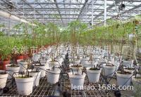 China Special Design Drop Arrow Sprinklers for Customizable Home Plant Irrigation Fittings for sale