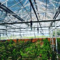 China Rotating Nozzle Hanging Sprinkler System for Agricultural Irrigation in Garden for sale