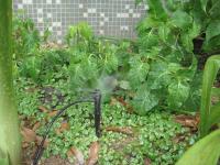 China Ray/Centrifugal Inserted Link Sprinkler for Consistent Farm Irrigation in Garden for sale