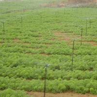 China Engineering Plastic Upright Position Rotary Micro Sprinkler for Agriculture Irrigation for sale
