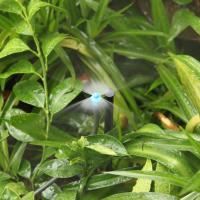 China Picture Shows Watering Simple Outlet Atomizing Micro-water Agricultural Sprinkler for sale