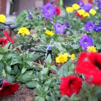 China Normal Style Transplanting Potted Crops Micro Sprinkler for Adjustable Watering Range for sale