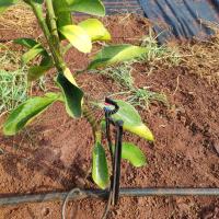 China 360 Degrees Agricultural Water Sprinkler Normal Style for Micro Sprinkler Irrigation for sale