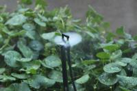 China G Type Agriculture And Forestry Irrigation Micro Sprinkler Normal Style for TV Shopping for sale