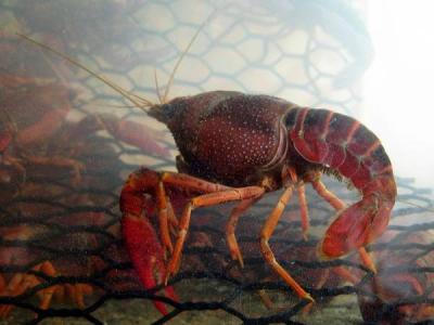 China Twisted Crawfish Wire Mesh 24 Inch - 48 Inch Width Saltwater Rust Resistant for sale