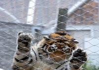 China Hand Woven SS304 SS316 High Strength Zoo Animal Enclosure Mesh Tiger Mesh for sale