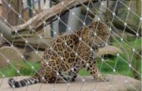 China Stainless Steel Animal Enclosure Netting Inox X-Tend Mesh For Zoo for sale