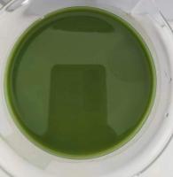 China Maximize Plant Growth With Soluble Seaweed Fertilizer EINECS No. 700-983-2 for sale