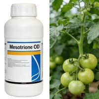 China Mesotrione ++ OD for sale