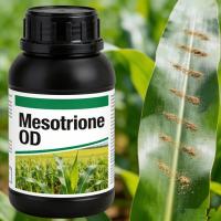 China Mesotrione ++ OD for sale