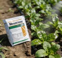 China Mesotrione ++ OD for sale