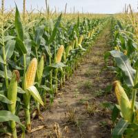 China Atrazine 20%.Nicosulfuron 4% OD + Nicosulfuron 5%. Terbuthylazine 28% OD for sale