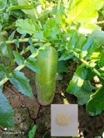 China Fung icid es with the function of regulating plant growth Probenazole 8% Granule 24% Granule for sale