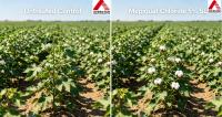 China Highly Effective Mepiquat Chloride 5% SL for Plant Growth Regulation Cotton for sale