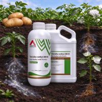 China Tolclofos-methyl 20% EC is a Broad-spectrum systemic organophosphorus fun gicid, primarily used for controlling soil-borne diseases, with a focus on preventive and protective effects for sale