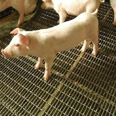 China Slotted Grizzly Wire Square hole Screen Corrugated Black Iron Carbon Sheet Stainless Steel Woven Weaving Crimped Wire Mesh for pig wall for sale