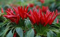China Potassium Fulvic Acid Fertilizer Deep Root Fertilizer For Chinese Herbs Flowers Crops for sale