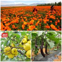 China NPK 19 19 100% Water Soluble NPK Organic Fertilizer Agricultural Liquid for sale