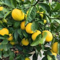 China NPK 19-19-19 Water Soluble NPK Vegetable And Fruit Fertilizer for sale
