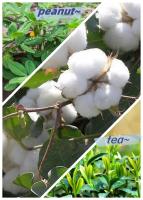 China Spraying Microbial Inoculant Organic Fertilizer Bio Compost Trace Element Compound Fertilizer Biological Soil Amendment for sale