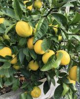 China agriculture Amino Humic Shiny Balls Used For Base Fertilizer Blended Fertilizer for sale