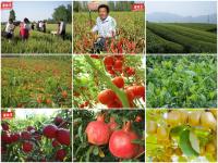 China High Yield Base Nitrogen Phosphorus Potassium Organic Granular Fertilizer Soil Conditioner for sale