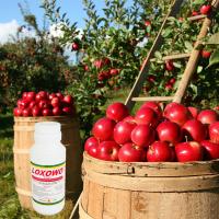 China Comprehensive Nutrition High Natural Water Soluble Fertilizer Nitrogen Foliar Liquid Acid for sale