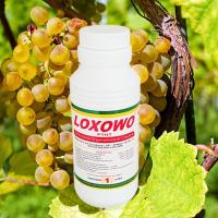 China Organic Liquid Humic Acid Soluble Fertiliser Sustainable For Agriculture for sale